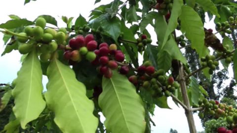 Is Coffee Going Extinct? - Procaffeination